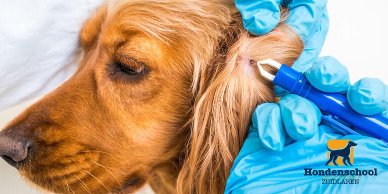Teken Bij Honden Alles Wat Je Moet Weten En Voorkomen